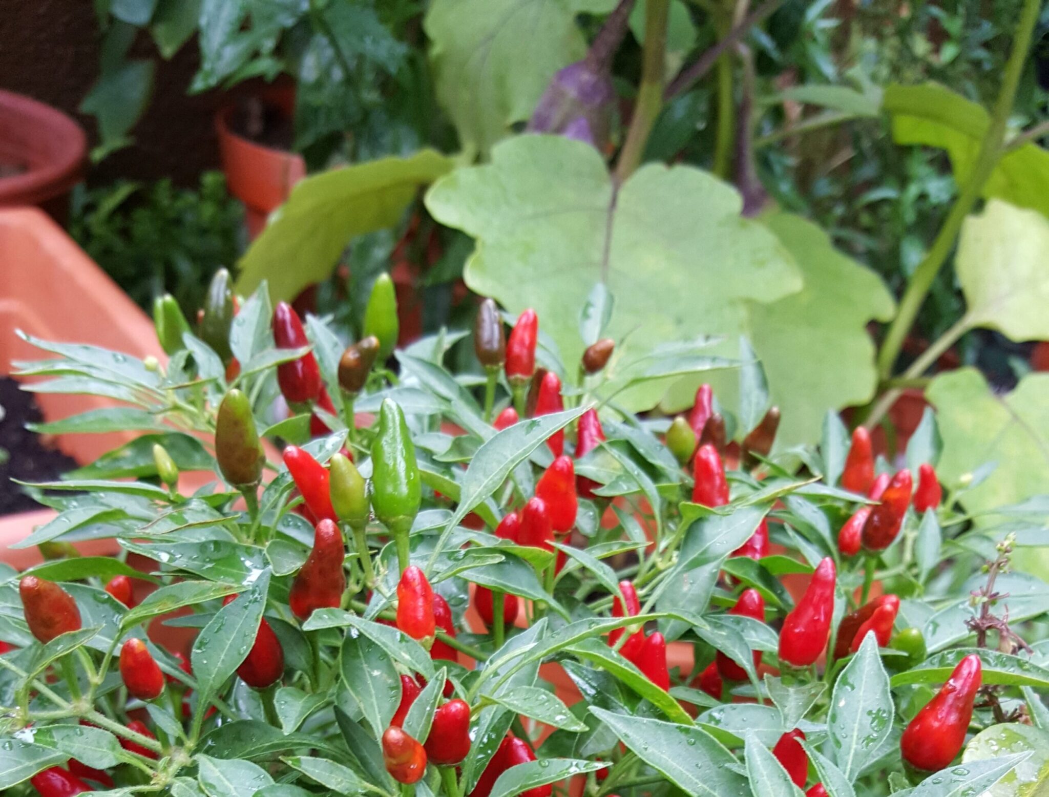 Chilli (Pepper) Farming - A Complete Guide - Harvest Season